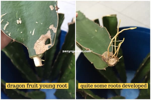 How to Plant Dragon Fruit Cuttings